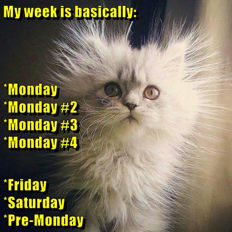 Lolcats - monday thru friday - LOL at Funny Cat Memes - Funny cat ...