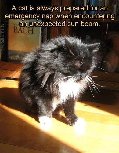 Always Be Prepared - Lolcats - lol | cat memes | funny cats | funny cat ...