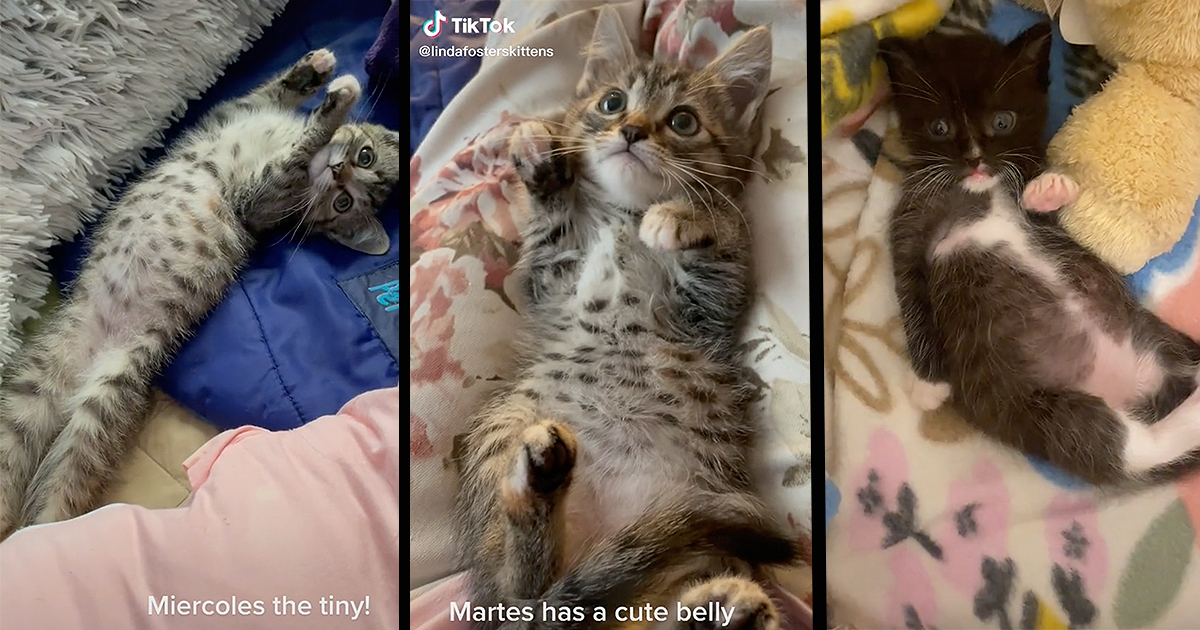 Welcome to the Itty Bitty Smol Kitten Belly Side of TikTok - I Can Has ...