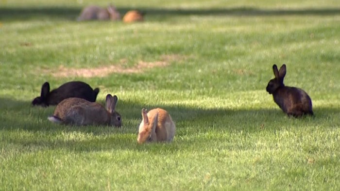 Cute Plague of the Day:Thousands of Wild Rabbits are Terrorizing a ...