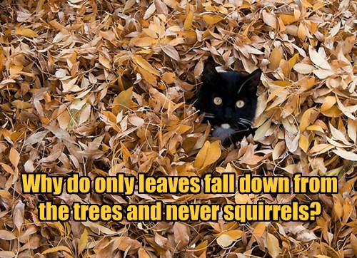 Lolcats - leaves - LOL at Funny Cat Memes - Funny cat pictures with ...