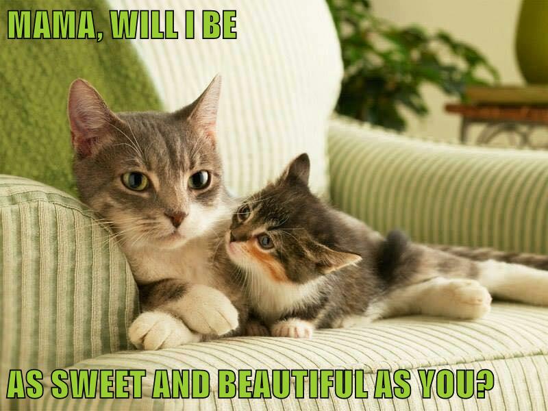 Lolcats - mama - LOL at Funny Cat Memes - Funny cat pictures with words ...