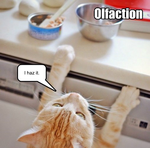Olfaction. - Lolcats - lol | cat memes | funny cats | funny cat ...