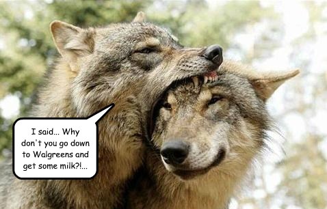 Animal Comedy - wolves - Animal Comedy - Animal Comedy, funny animals ...