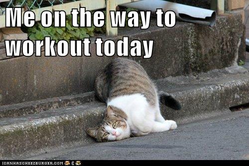 Lolcats - work - LOL at Funny Cat Memes - Funny cat pictures with words ...