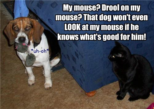 Lolcats - mouse - LOL at Funny Cat Memes - Funny cat pictures with ...