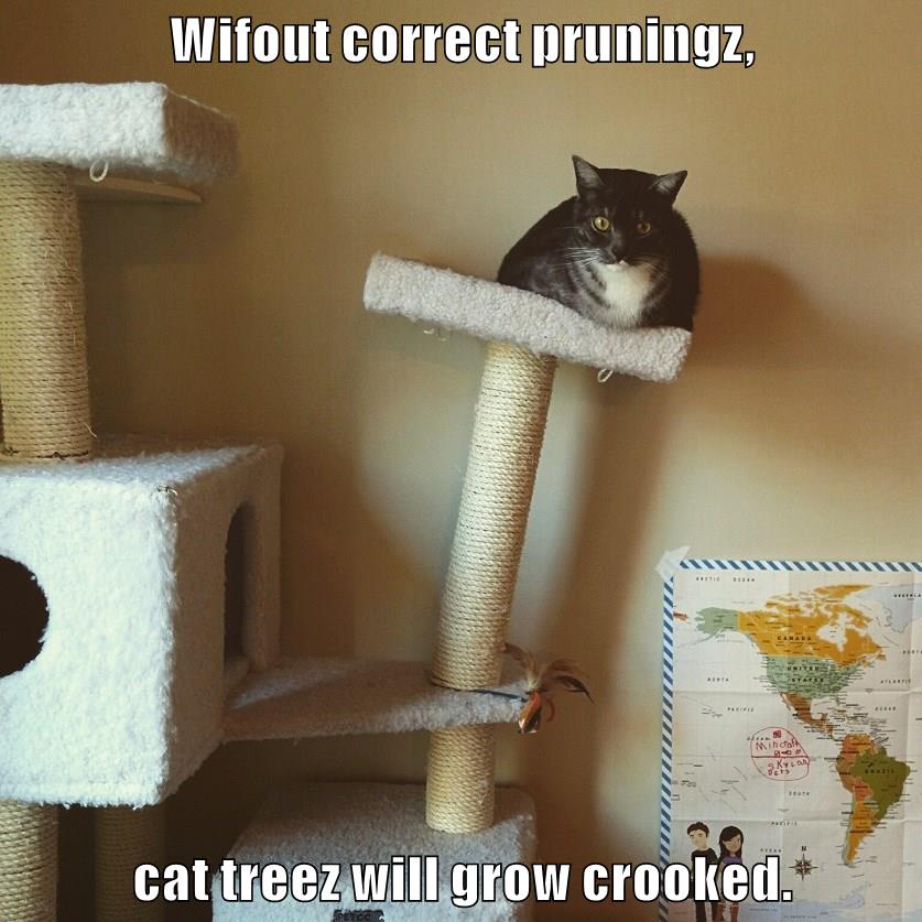 Lolcats - cat tree - LOL at Funny Cat Memes - Funny cat pictures with ...