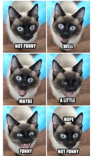 NOT FUNNY - Lolcats - lol | cat memes | funny cats | funny cat pictures ...