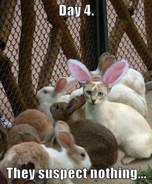 But I Don't Know How Much More Lettuce I Can Eat - Lolcats - lol | cat ...