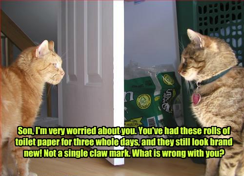 Is Something Wrong? - Lolcats - lol | cat memes | funny cats | funny ...