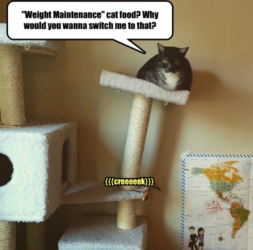 I Maintain This Weight All on My Own! - Lolcats - lol | cat memes ...