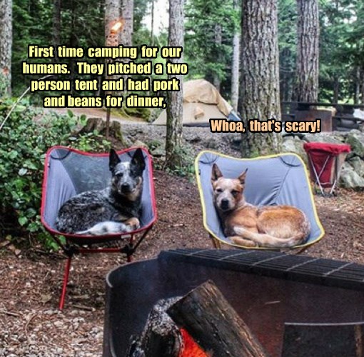 Scary Campfire Stories - I Has A Hotdog - Dog Pictures - Funny pictures ...