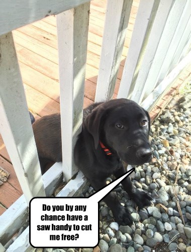Stuck - I Has A Hotdog - Dog Pictures - Funny pictures of dogs - Dog ...