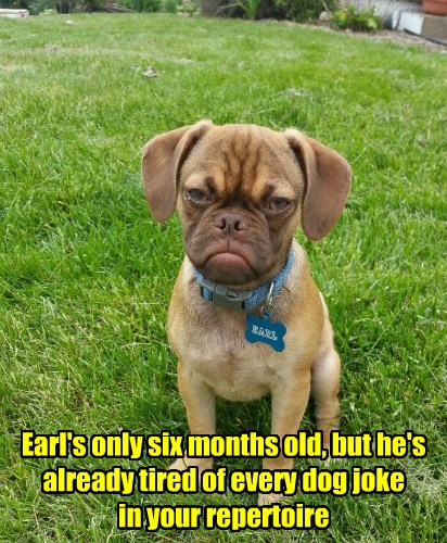 Tough Audience - I Has A Hotdog - Dog Pictures - Funny pictures of dogs ...