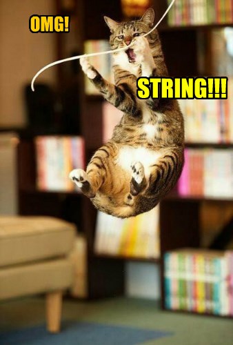 JUST what I've always wanted! - Lolcats - lol | cat memes | funny cats ...