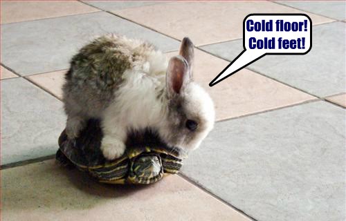 Need Bunny Slippers! - Animal Comedy - Animal Comedy, funny animals ...