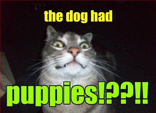 It's the end of the world! - Lolcats - lol | cat memes | funny cats ...