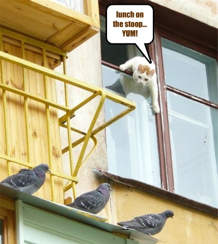 Food Delivery's Here! - Lolcats - lol | cat memes | funny cats | funny ...