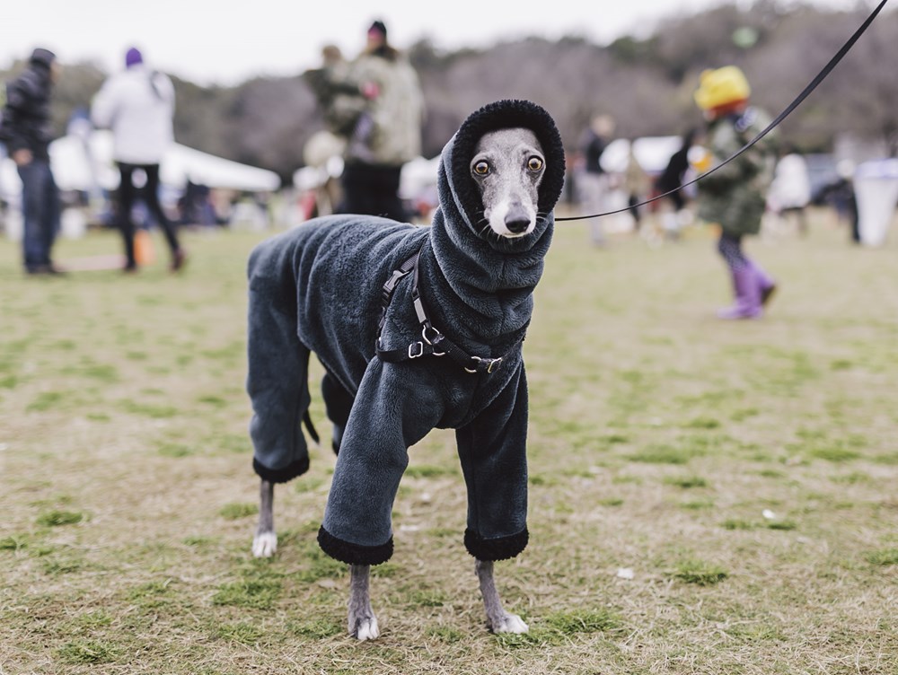 Fall Fashion at It's Finest - I Can Has Cheezburger?