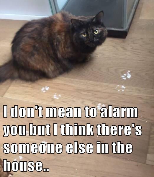 Lolcats - scary - LOL at Funny Cat Memes - Funny cat pictures with ...