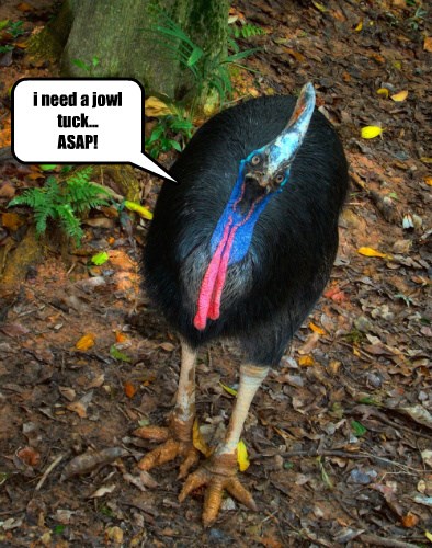 Vanity? - Animal Comedy - Animal Comedy, funny animals, animal gifs