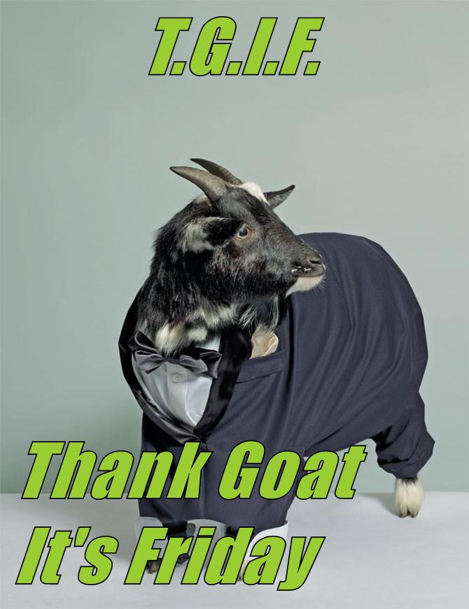 T.G.I.F. Thank Goat It's Friday - Animal Comedy - Animal Comedy, funny ...
