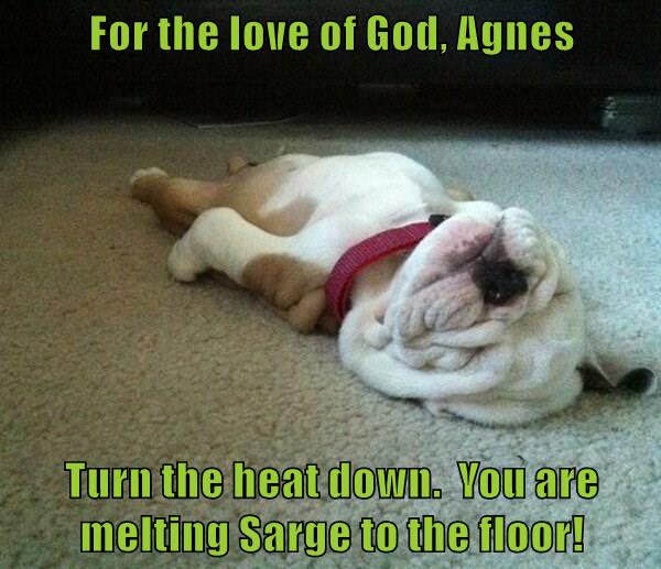 I Has A Hotdog - melting - Funny Dog Pictures | Dog Memes | Puppy ...