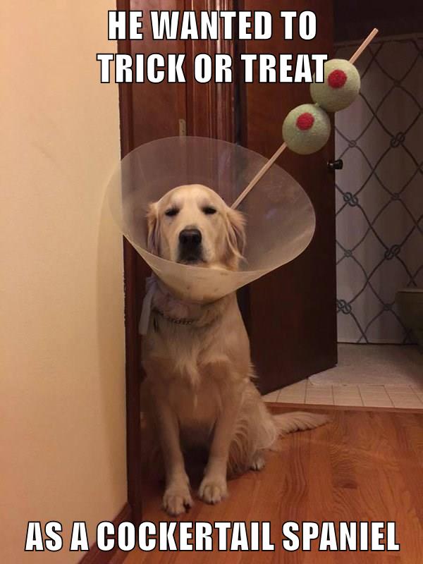 I Has A Hotdog - trick or treat - Funny Dog Pictures | Dog Memes ...