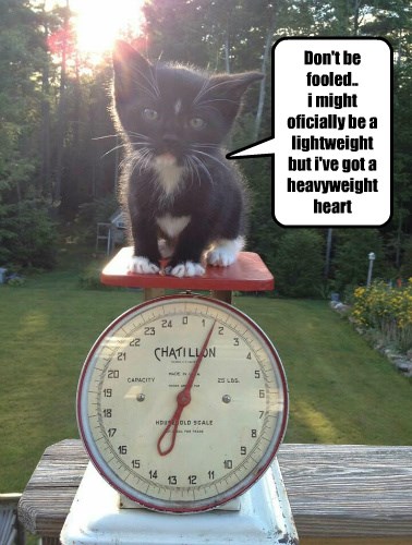 Who's throwing their weight around? - Lolcats - lol | cat memes | funny ...