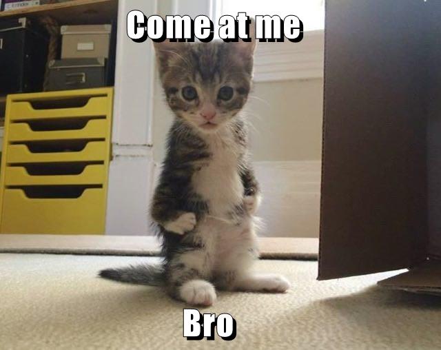 Come at me Bro - Lolcats - lol | cat memes | funny cats | funny cat ...