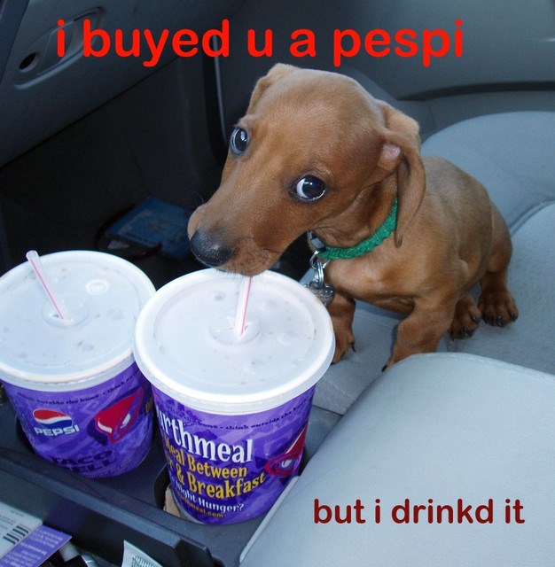 I Has A Hotdog - pepsi - Funny Dog Pictures | Dog Memes | Puppy ...