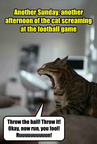 The couch coach - Lolcats - lol | cat memes | funny cats | funny cat ...