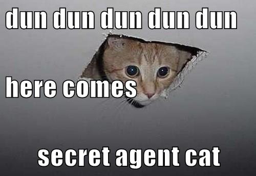 dun dun dun dun dun here comes secret agent cat - Lolcats - lol | cat ...