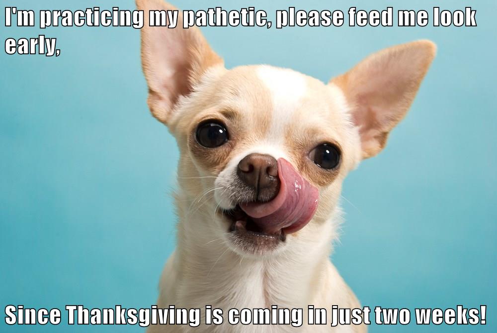 Practice Makes Perfect - I Has A Hotdog - Dog Pictures - Funny pictures ...