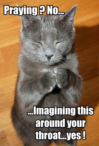 Praying ? No... - Lolcats - lol | cat memes | funny cats | funny cat ...