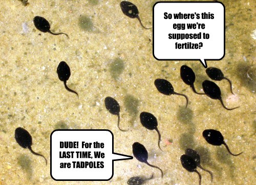 I Can Has Cheezburger? - tadpole - Funny Animals Online - Cheezburger