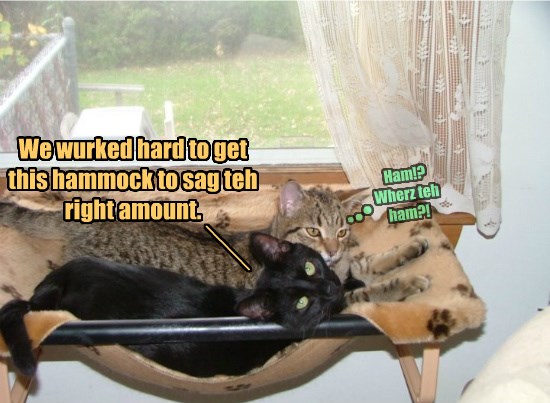 Lolcats - two cats - LOL at Funny Cat Memes - Funny cat pictures with ...