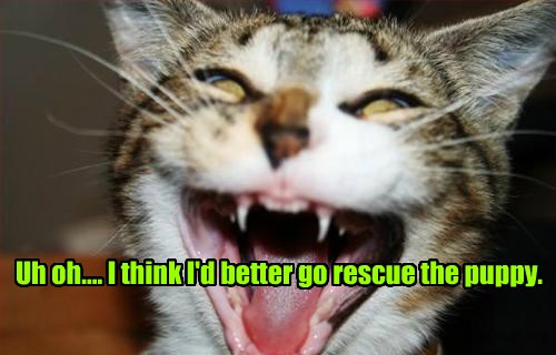 Again?? - Lolcats - lol | cat memes | funny cats | funny cat pictures ...