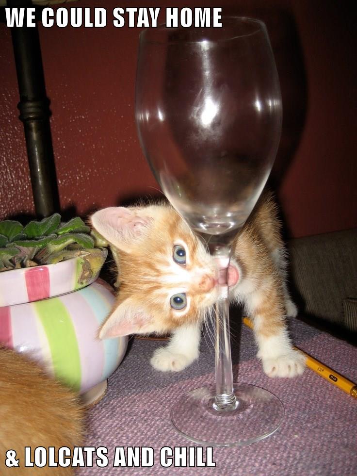 We Could Stay Home And Lolcats And Chill Lolcats Lol Cat Memes Funny Cats Funny Cat