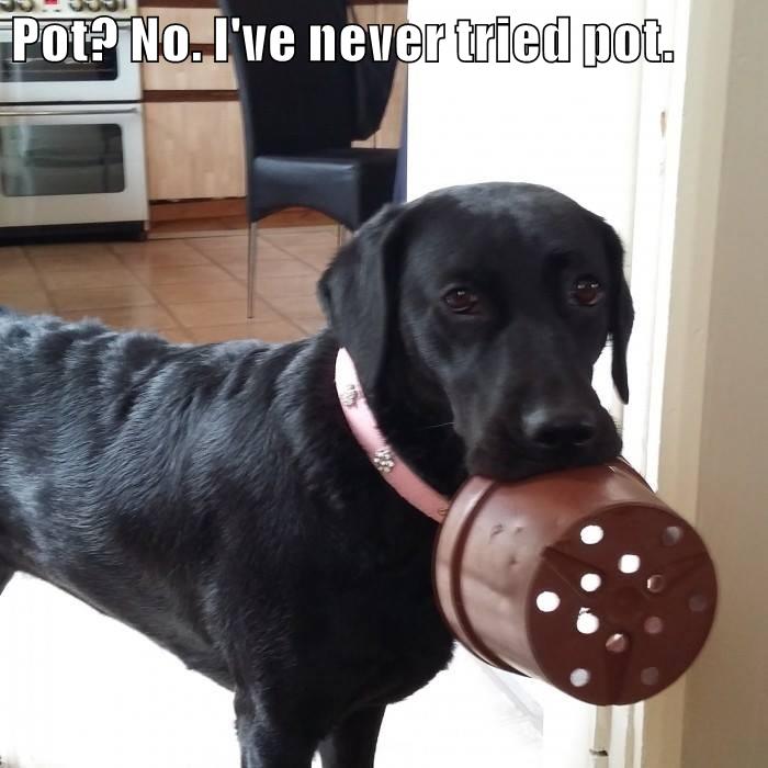 Pot? No. I've never tried pot. - I Has A Hotdog - Dog Pictures - Funny ...