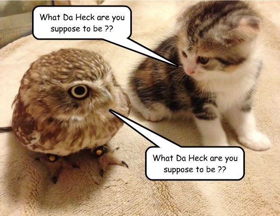 Whooooooo, ME?? - Lolcats - lol | cat memes | funny cats | funny cat ...
