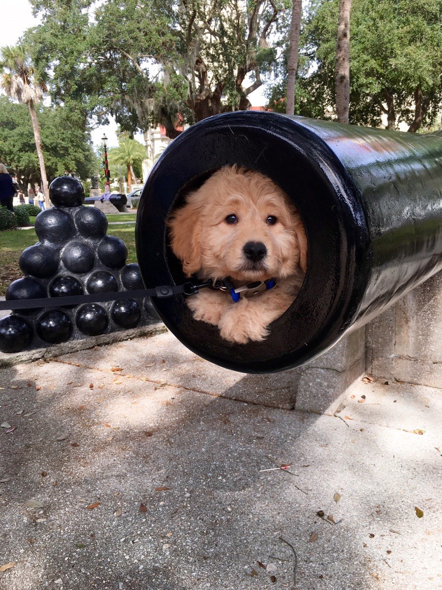 And Now for the Main Event: The Doggie Cannon Ball! - I Can Has ...