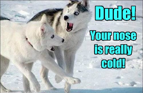 Been Cold Nosed Lately? - I Has A Hotdog - Dog Pictures - Funny ...