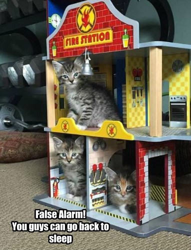 Who rang the bell? - Lolcats - lol | cat memes | funny cats | funny cat ...