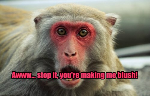 I Can Has Cheezburger? - blush - Funny Animals Online - Cheezburger