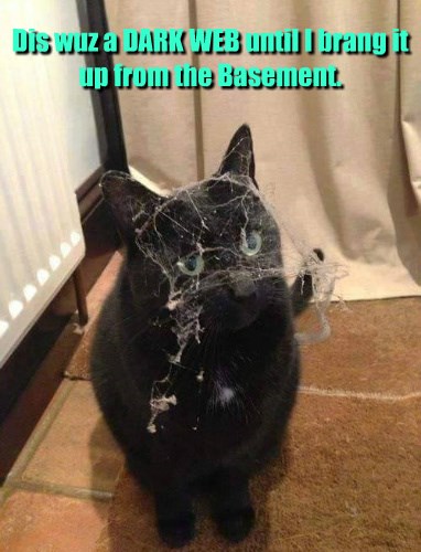 Lolcats - dust - LOL at Funny Cat Memes - Funny cat pictures with words ...