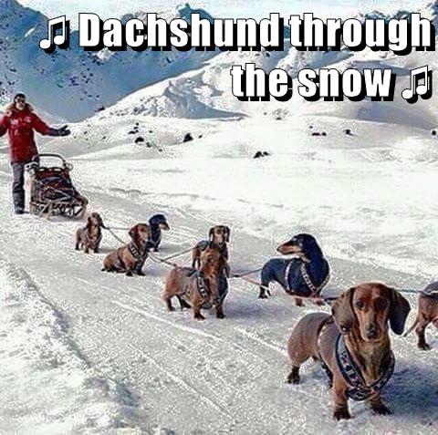 I Has A Hotdog - sled - Funny Dog Pictures | Dog Memes | Puppy Pictures ...