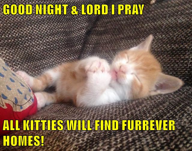 I PRAY - Lolcats - lol | cat memes | funny cats | funny cat pictures ...