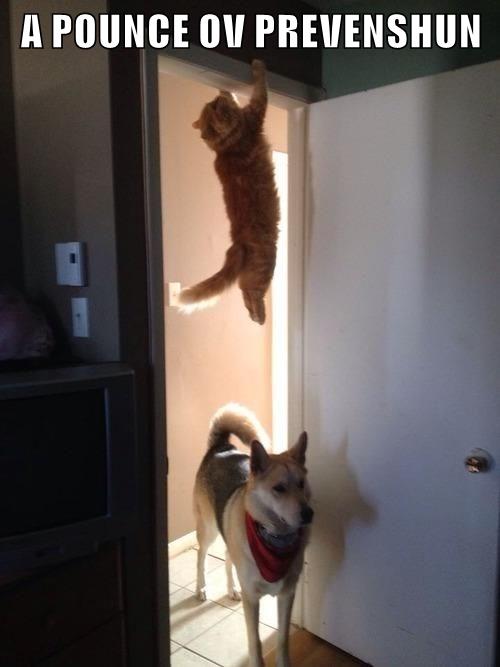 A POUNCE OV PREVENSHUN - Lolcats - lol | cat memes | funny cats | funny ...
