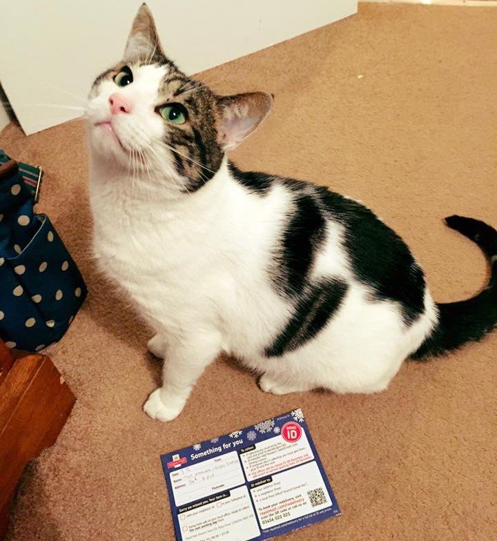 This Cat Needed an I.D. to Retrieve His Mail - I Can Has Cheezburger?